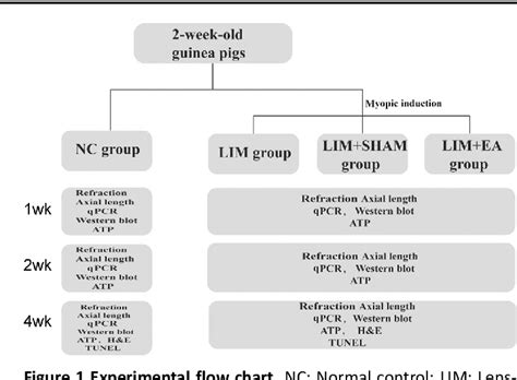 Figure 1 From Electroacupuncture Alleviates Ciliary Muscle Cell Apoptosis In Lens Induced Myopic