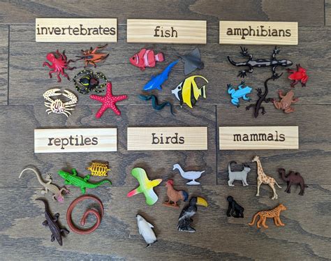 Animal Classification Sorting Set Montessori Object Classification G
