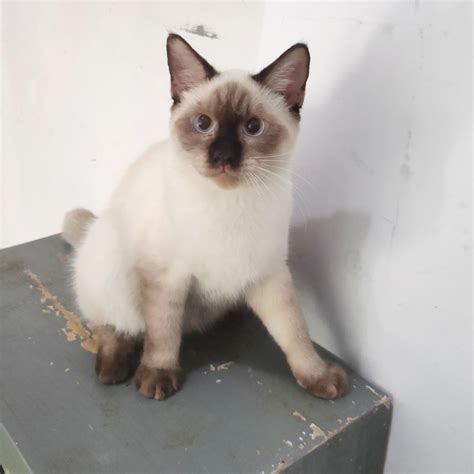Kucing Siames The Best Names For Your Siamese Cat