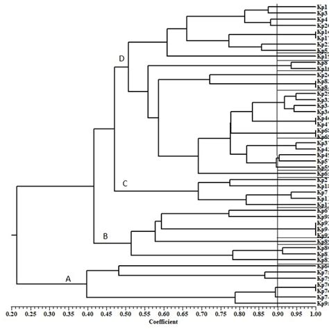 Example Of Dna Banding Patterns Obtained For Ampc Producing K Download Scientific Diagram
