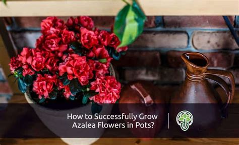 How To Root Azalea Cuttings Step By Step Guide For Beginners