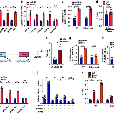 Bmal1 Modulates Circadian Detoxification Of Triptolide Via Regulation Download Scientific