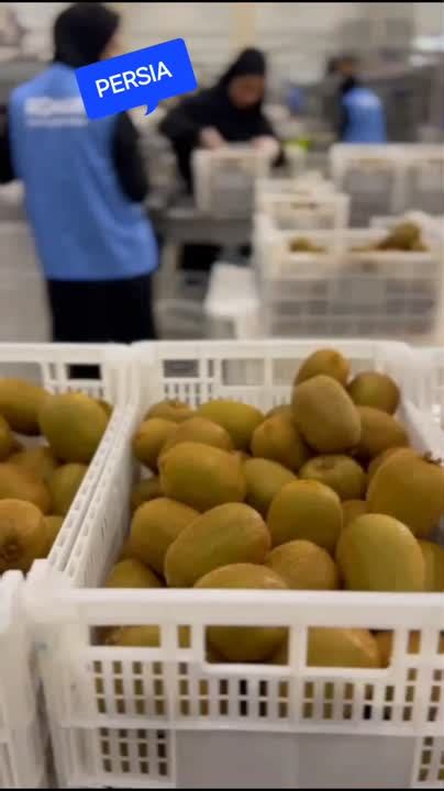 Manjit Singh On Linkedin Persia Kiwi Loading Soon