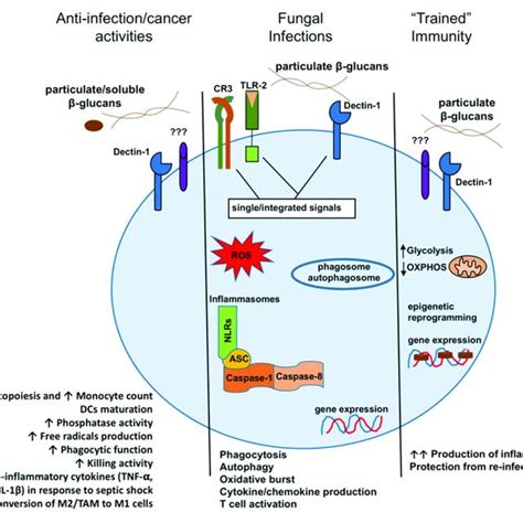 Model Presenting The Different Consequences Of β Glucan Recognition Download Scientific