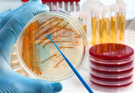 Group B Streptococcus Analysis Reveals New Insights For Infection Prevention Imperial News