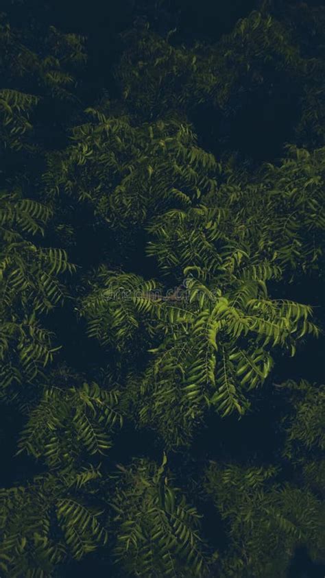 Lush Green Tree Stock Photo Image Of Pattern Design 211600102