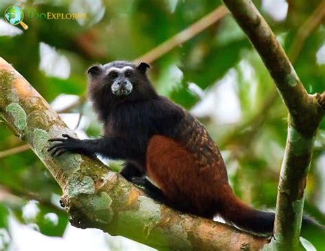Geoffroys Saddleback Tamarin Characteristics Leontocebus Nigrifrons