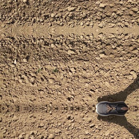 Weed Detection Object Detection Dataset And Pre Trained Model By Agriculture