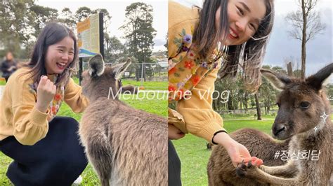 캥거루한테 멱살 잡힌 영상 투잡 호텔 유학러의 호주vlog🇦🇺🦘🐨 Youtube