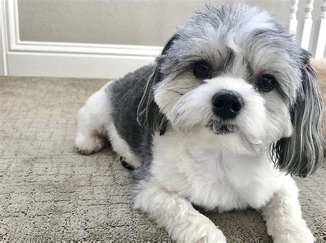 30 Special Shih Tzu Mixes The Ultimate Shih Tzu Mix Guide