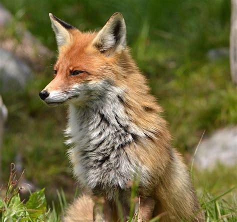 90 000 Kostnadsfria Bilder Med Winter Fox Och Fox Pixabay