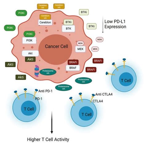 Cancers Free Full Text Pi3k Akt Pathway The Indestructible Role Of