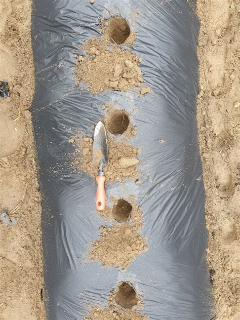 감자 키우기 재배 싹난 감자심기 씨감자 심는방법 꽃따기 추비 네이버 블로그