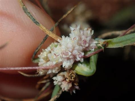 Small Seeded Dodder Small Seeded Alfalfa Dodder Red Dodder Strangle Weed Dodder Alfalfa