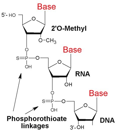 Sirna And Rnai Pricelist From Gene Link
