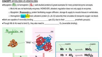 Myoglobin Vs Hemoglobin Channels For Pearson