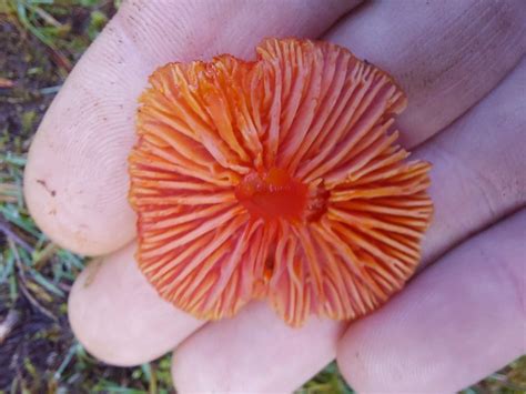 Sea Aster Aster Tripolium Identification