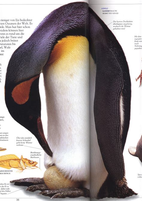 King Penguin Vs Emperor Penguin