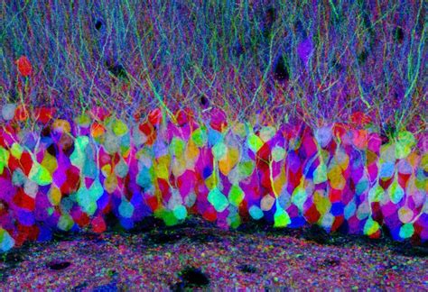 Confocal Image Of Pastel Neurons In The Hippocampus Of A Brainbow Mouse Brain With Each
