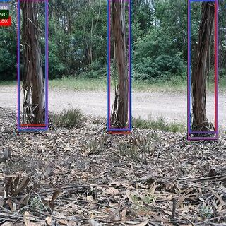Trunk Detections In Some Example Test Images The Pink Bounding Boxes Download Scientific