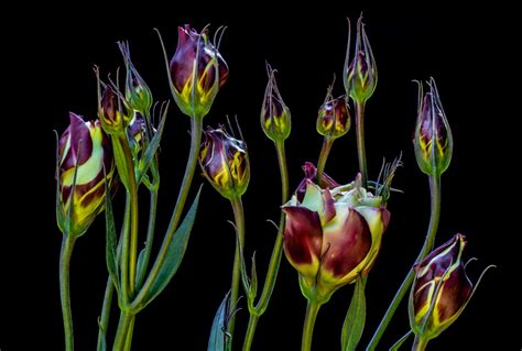 무료 이미지 자연 꽃잎 컵 봄 녹색 식물학 지독한 정원 닫다 플로라 꽃들 아름다움 매크로 사진 꽃 피는 식물 진미 식물 줄기 육상 식물