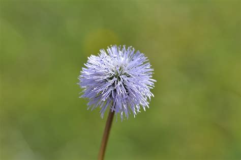 Scabious Plant Flower Wild Free Photo On Pixabay