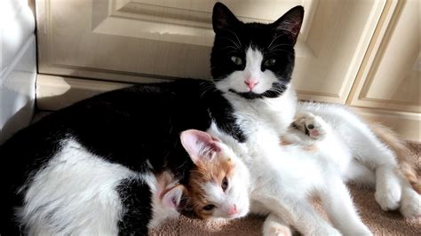 Cute Snuggly Kittens Youtube