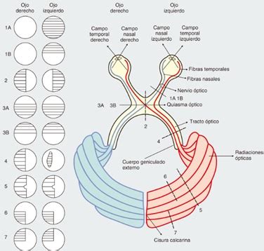 Quiasma óptico Anatomía Oftalmo Diapos
