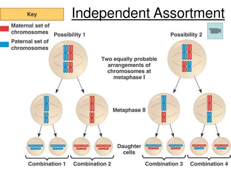 Ppt Cell Division Part 5 Meiosis Powerpoint Presentation Free