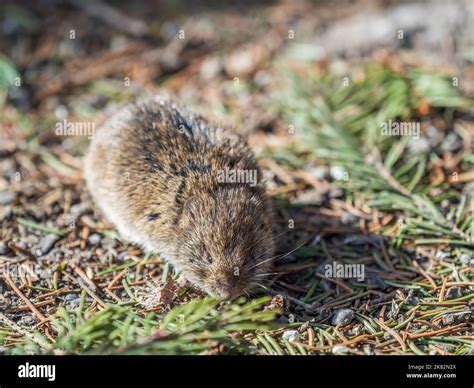 A Closeup Of A Common Vole On The Ground With A Blurry Background