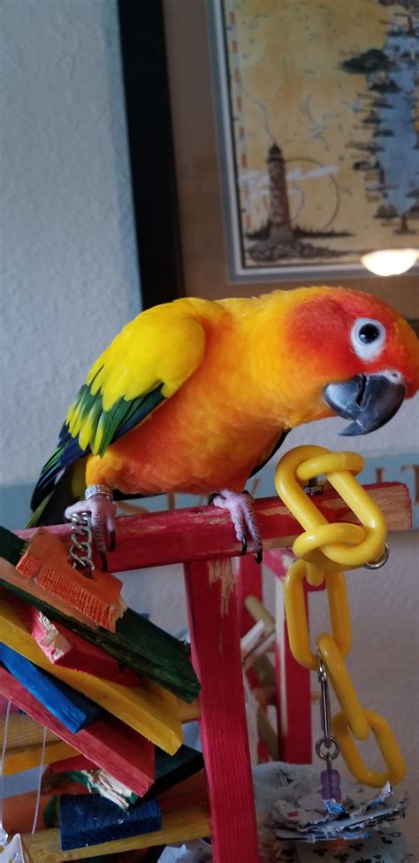 Chuy R Sunconure