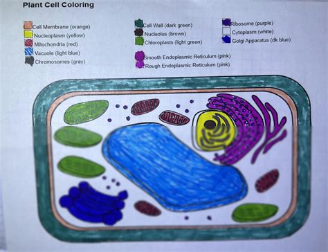 Solution Plant Cell Color Coded Model Studypool