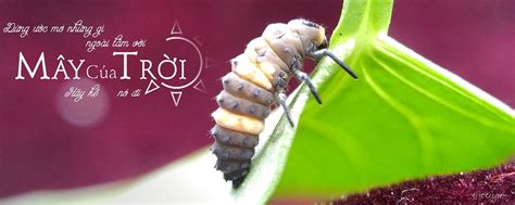 Bug Leaf Free Photo On Pixabay Pixabay