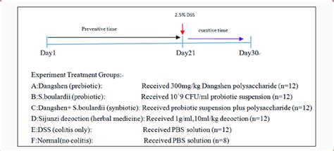 Outline Of Experimental Design DSS Solution Was Administered For Download Scientific Diagram