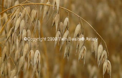 Oat Straw Rich In Antioxidants
