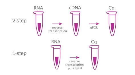 1 Step Vs 2 Step Rt Qpcr Which Workflow Should You Choose