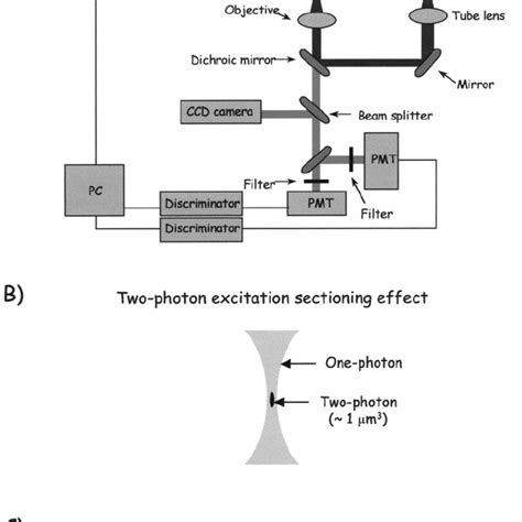 Schematic Diagram Of The Two Photon Microscope Setup A Two Photon
