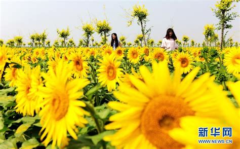 油葵花海醉游人 组图 图片中国 中国网