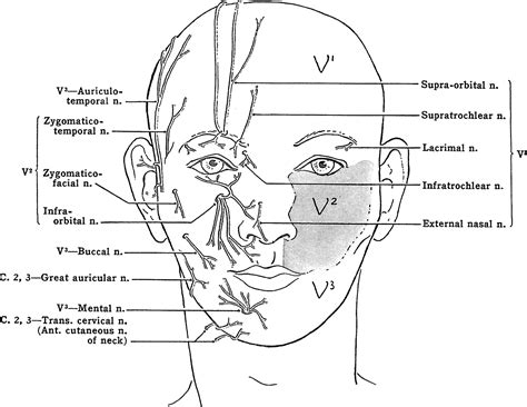 Figure 6 From Combined Use Of Infraorbital And External Nasal Nerve