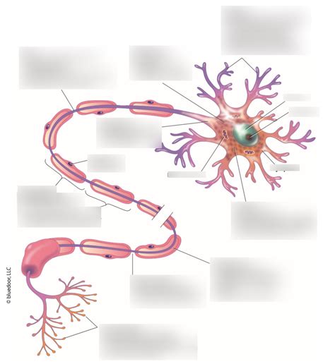 Multipolar Neuron Structure Diagram Quizlet