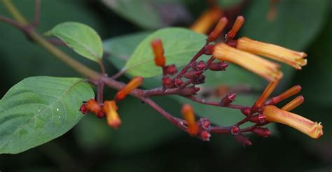 5 Florida Native Plants Youre Pruning Wrong And How To Fix It