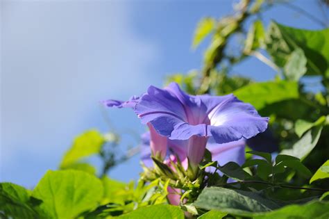 写真素材無料サイトT Photo Share フォトシェア 朝顔