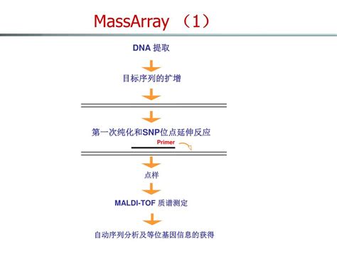 Ppt Gene Variations Single Nucleotides Polymorphism And Copy Number Variation Powerpoint