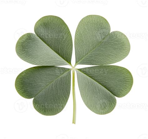 Close Up Of A Perfectly Symmetrical Six Leaf Clover On Black Background