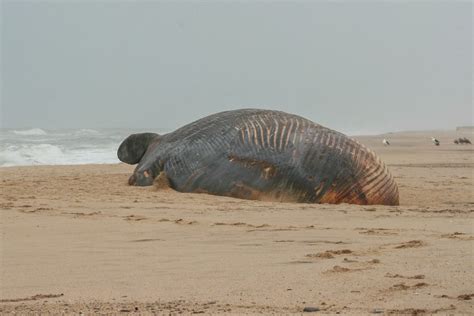 The Truth Behind Exploding Whales Is Ugly Homie Daily