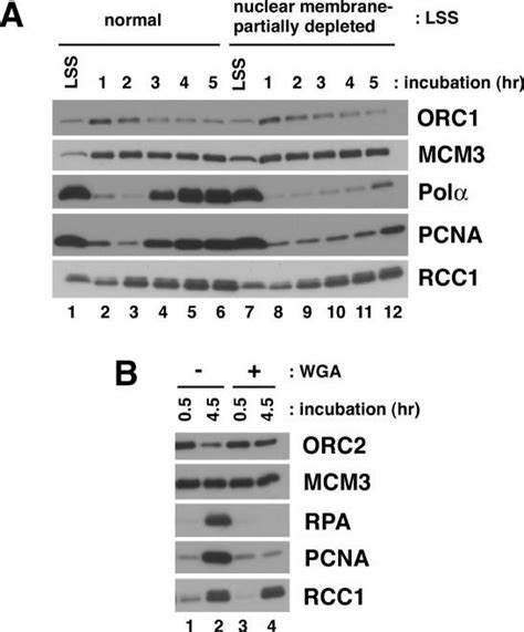 Requirement Of Nuclear Formation For The Binding Of The Replication Download Scientific Diagram
