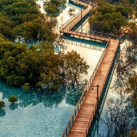 Jubail Mangrove Park Boardwalk Experience Dubaithingstodo