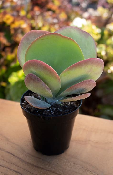 Kalanchoe Luciae Flapjacks” Altman Plants