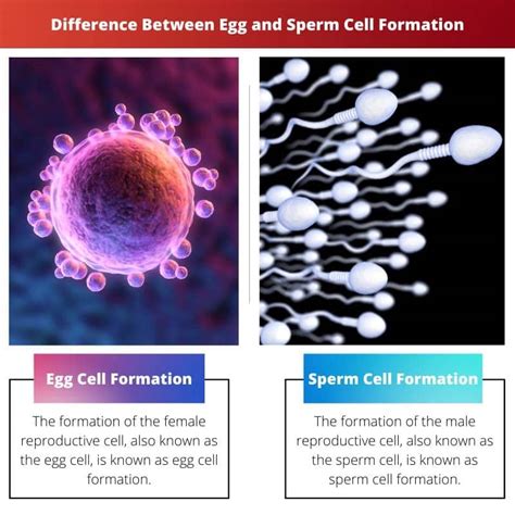 Egg Vs Sperm Cell Formation Difference And Comparison
