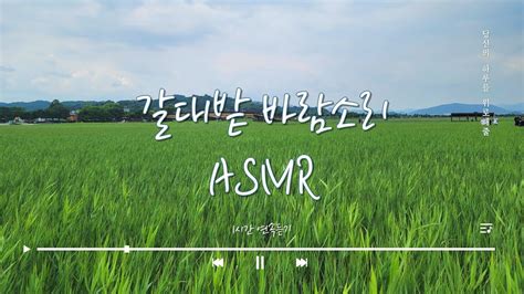 갈대밭 바람소리 Asmr 1시간 마음을 안정시키는 흔들리는 갈대 소리 Youtube